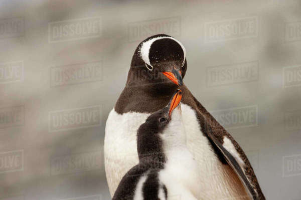 Family of gentoo penguins, Lemaire Channel, Petermann Island, Antarctic ...