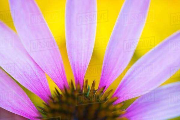 Flower close up - Stock Photo - Dissolve