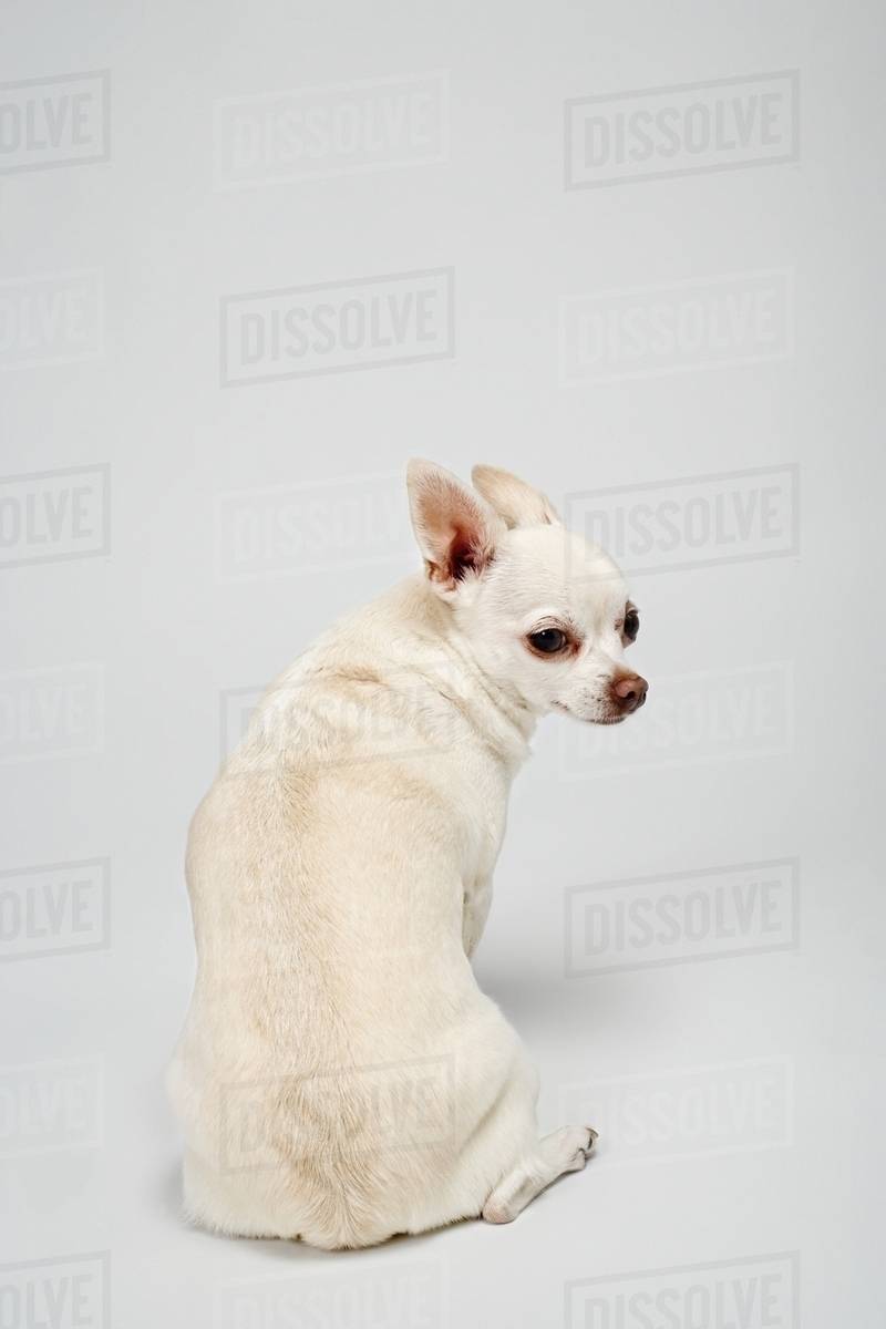 Chihuahua with back to camera - Royalty-free Stock Photo | Dissolve