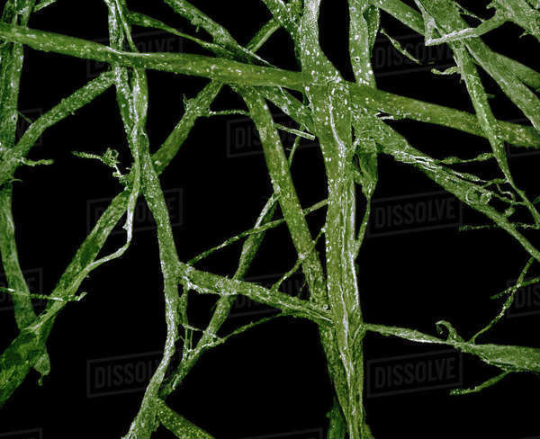 Microscopic view of green algae - Royalty-free Stock Photo | Dissolve