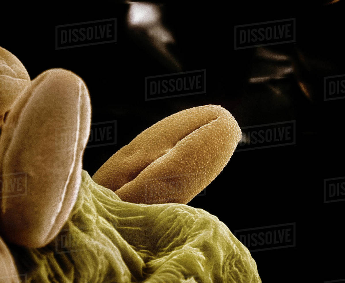 Microscopic view of chili pepper pollen - Royalty-free Stock Photo ...