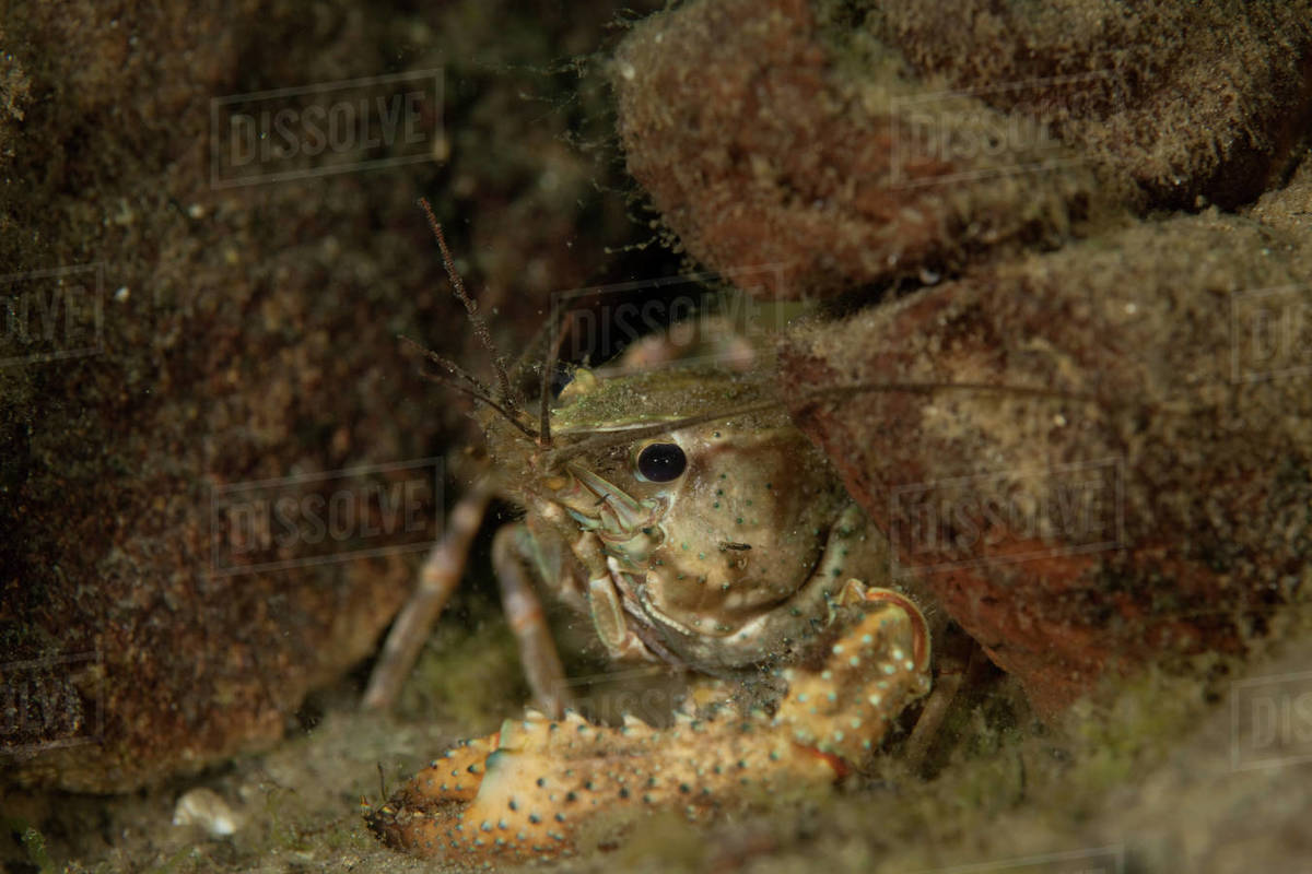 Close up of freshwater crayfish - Stock Photo - Dissolve