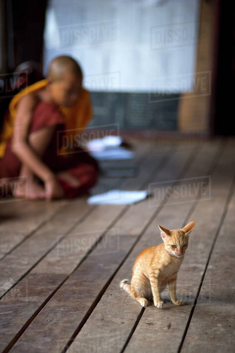 Cat and young Buddhist monk in monastery, Inle lake, Shan State ...