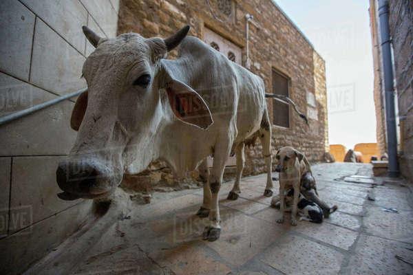 Portrait of cow and female dog feeding puppies on street, Jaisalmer ...