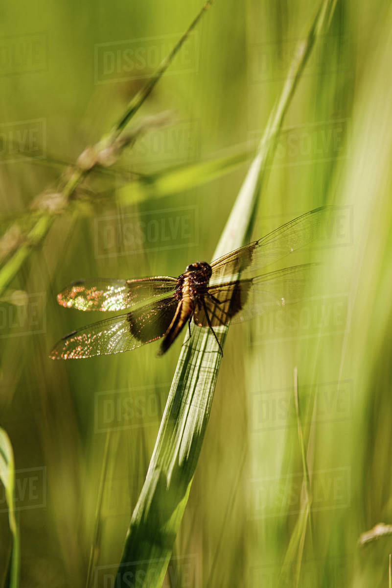 Canada, Ontario, Dragonfly on blade of grass in field - Stock Photo ...