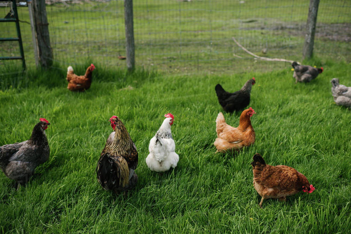 Canada, Ontario, Kingston, Chickens in grassy field - Royalty-free ...