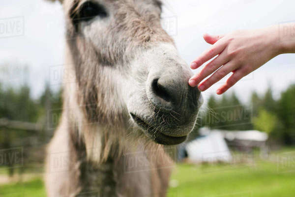 Canada, Ontario, Kingston, Boys (8-9) hand touching donkeys nose ...