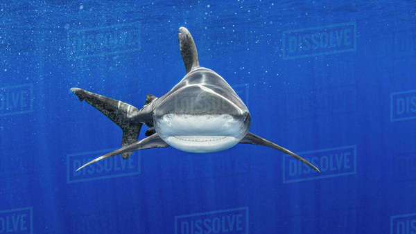 Bahamas, Blue marlin swimming near Cat Island - Royalty-free Stock ...