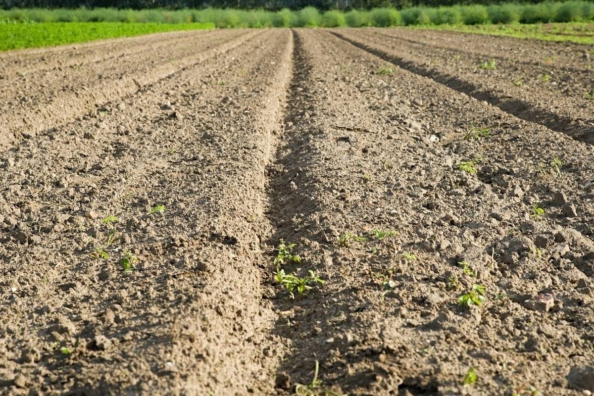 Field, close up of soil - Stock Photo - Dissolve