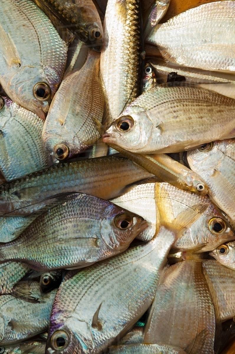 Fish for sale at morning fish market, Bay of Bengal, Tamil Nadu ...