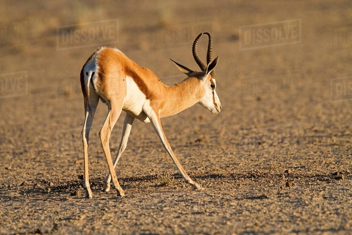 Springbok in desert - Stock Photo - Dissolve