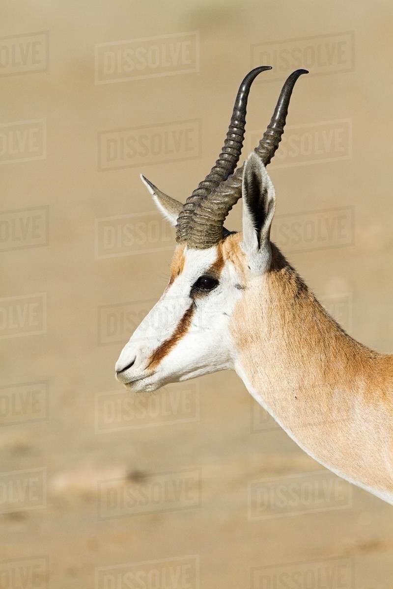 Springbok, portrait - Stock Photo - Dissolve
