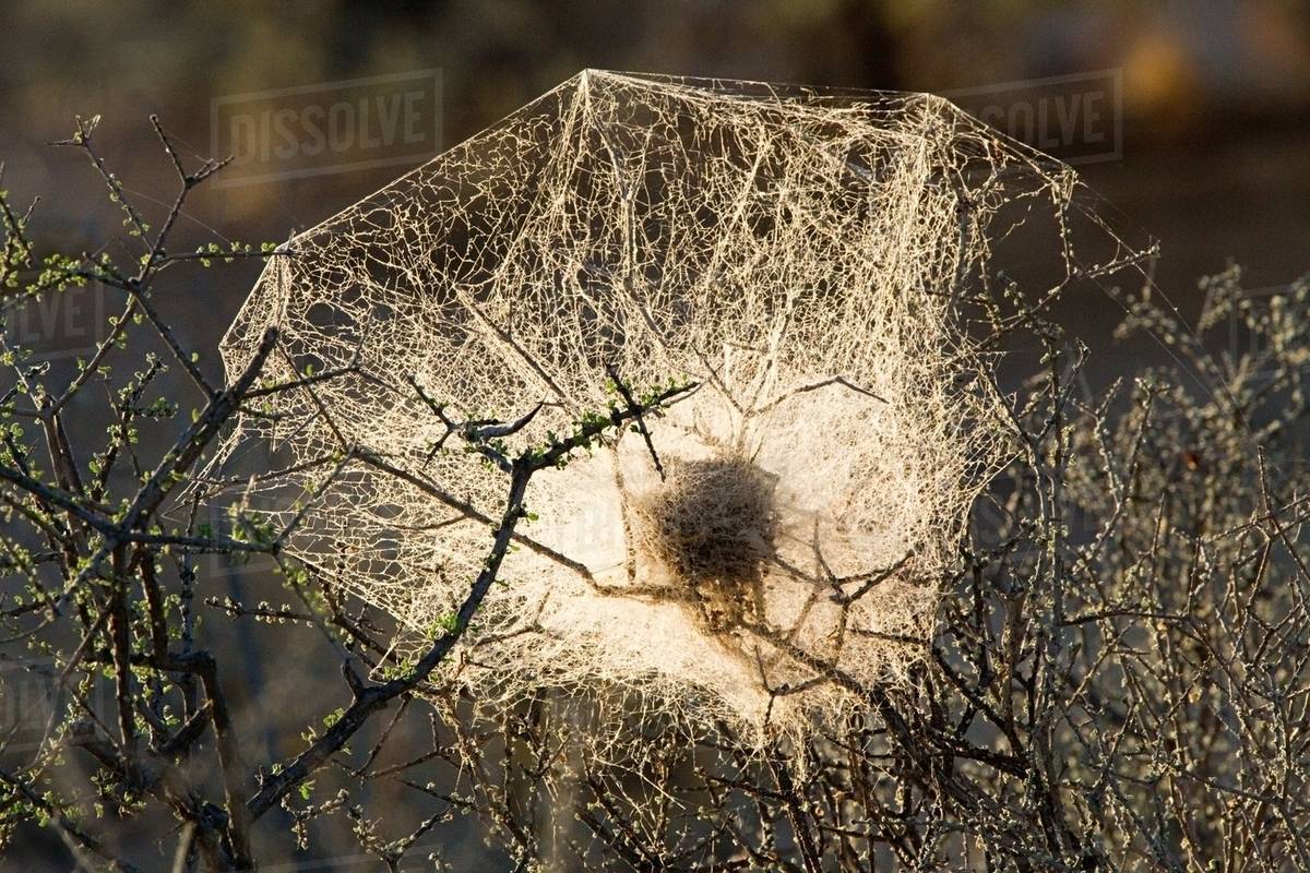 Spider web, close up - Royalty-free Stock Photo | Dissolve