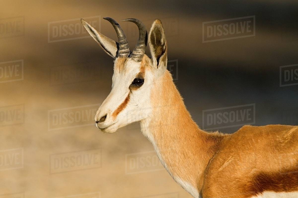 Springbok, portrait - Royalty-free Stock Photo | Dissolve