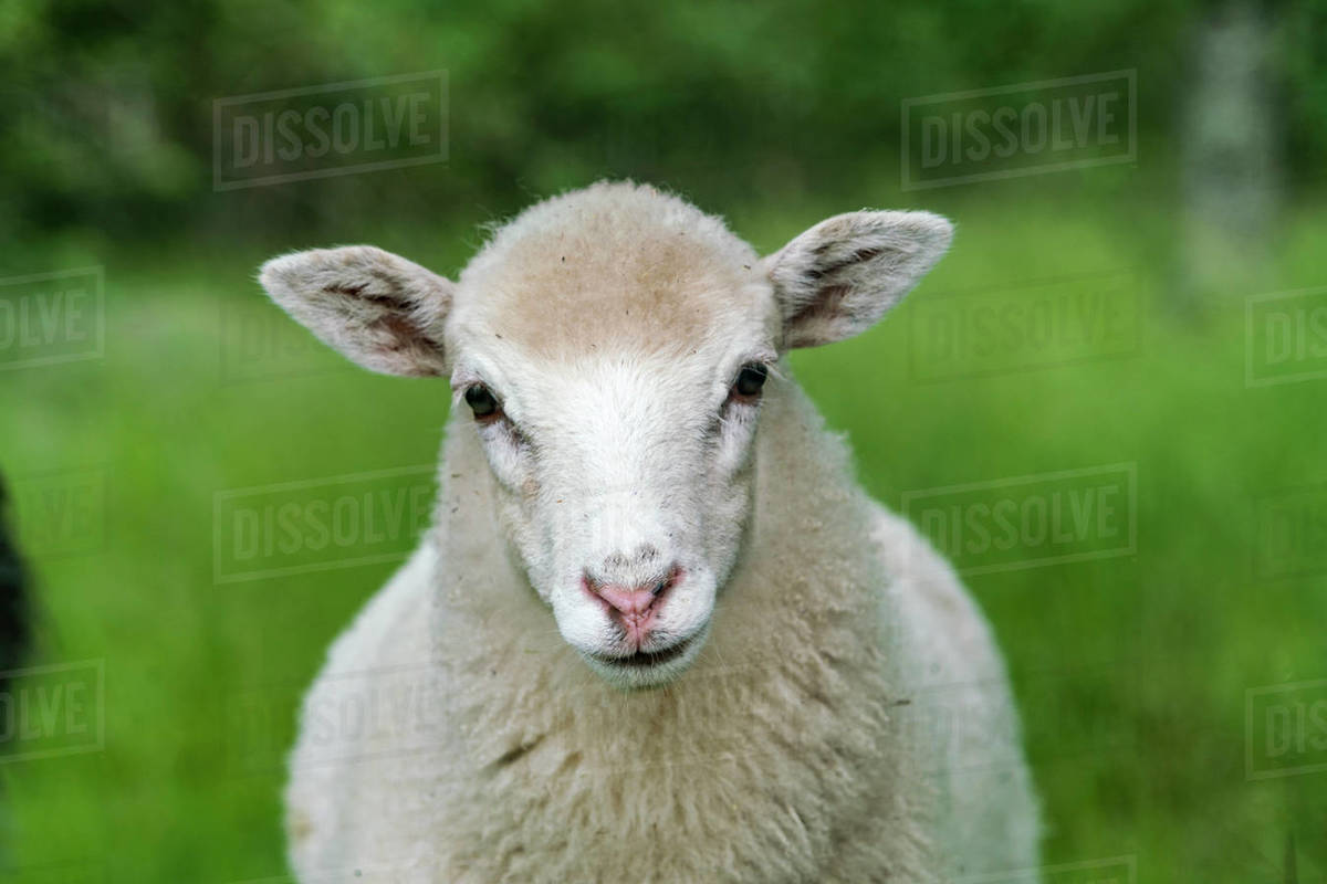 White sheep looking at camera - Stock Photo - Dissolve
