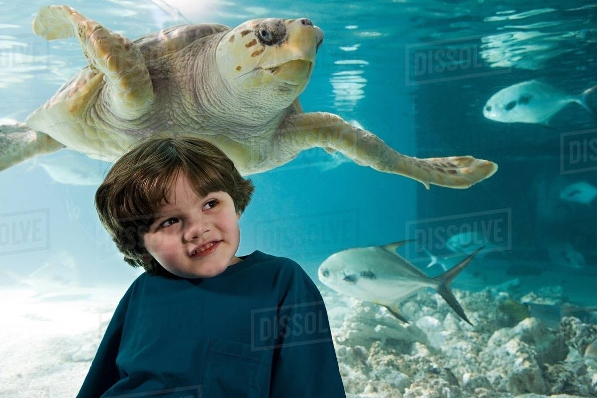 Boy in front of sea turtle in aquarium - Royalty-free Stock Photo ...