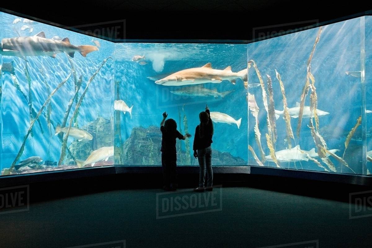 Children watching fish in aquarium - Royalty-free Stock Photo | Dissolve