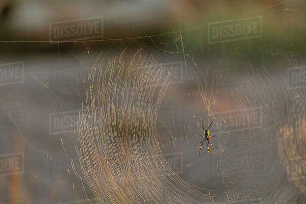 South Africa, Kruger National Park, Spider in web - Royalty-free Stock ...