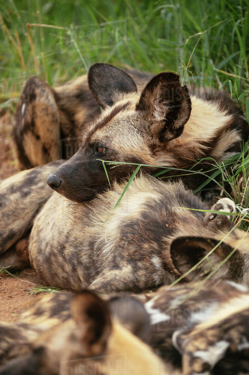 South Africa, Kruger National Park, African Wild Dogs (Painted Wolves ...
