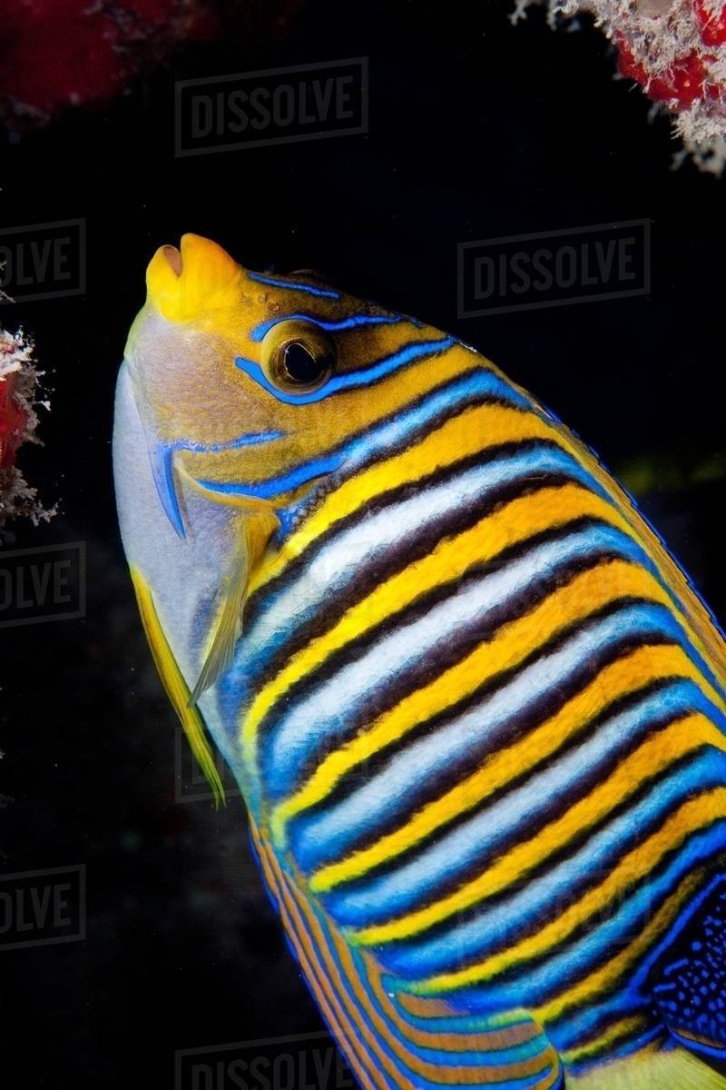 Regal angelfish on coral reef - Royalty-free Stock Photo | Dissolve