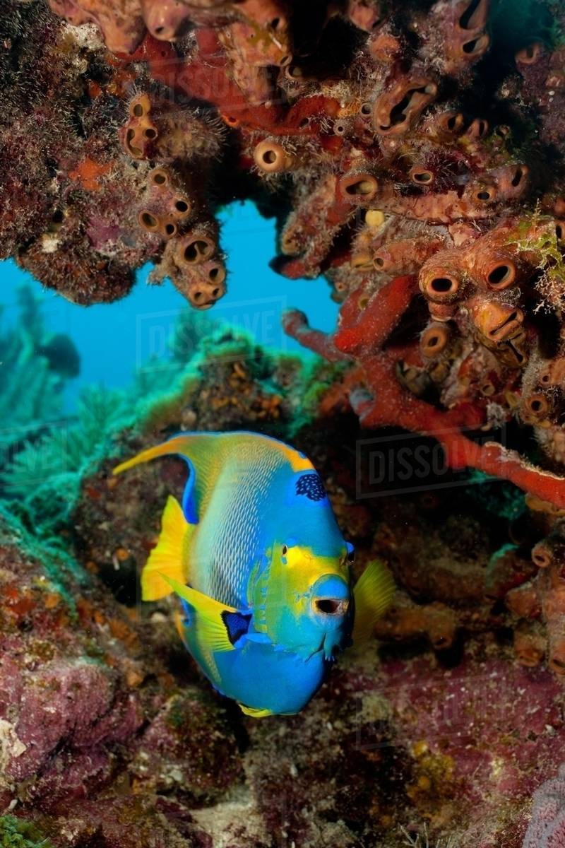 Queen angelfish, Florida - Royalty-free Stock Photo | Dissolve