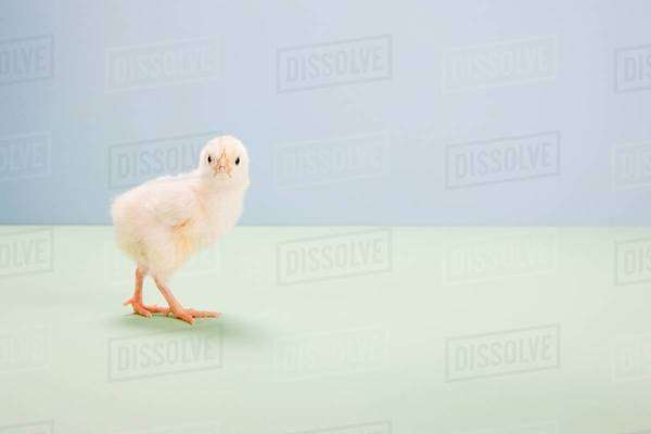 Chick standing with in studio - Stock Photo - Dissolve