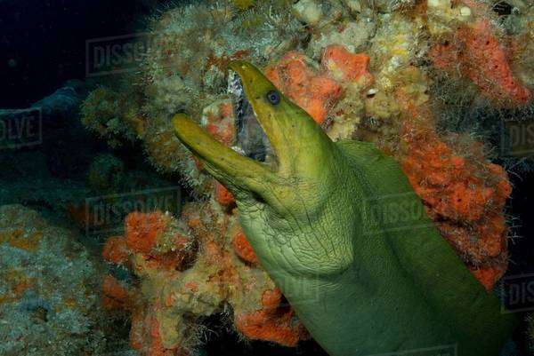 Gaping mouth of Green Moray Eel - Royalty-free Stock Photo | Dissolve