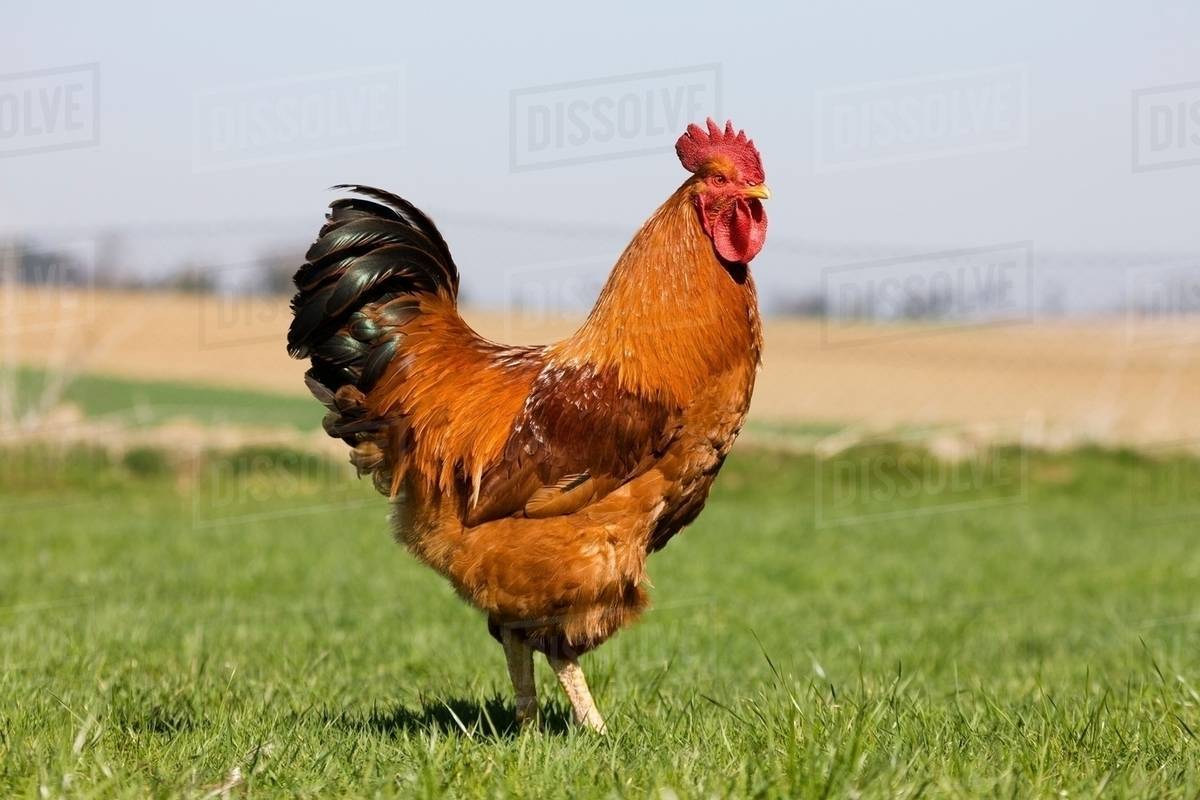 Rooster in field - Royalty-free Stock Photo | Dissolve