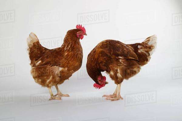 Two hens, studio shot - Royalty-free Stock Photo | Dissolve
