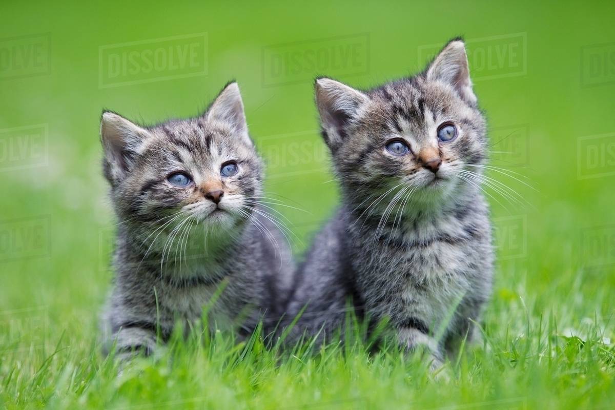 Two kittens on grass - Royalty-free Stock Photo | Dissolve
