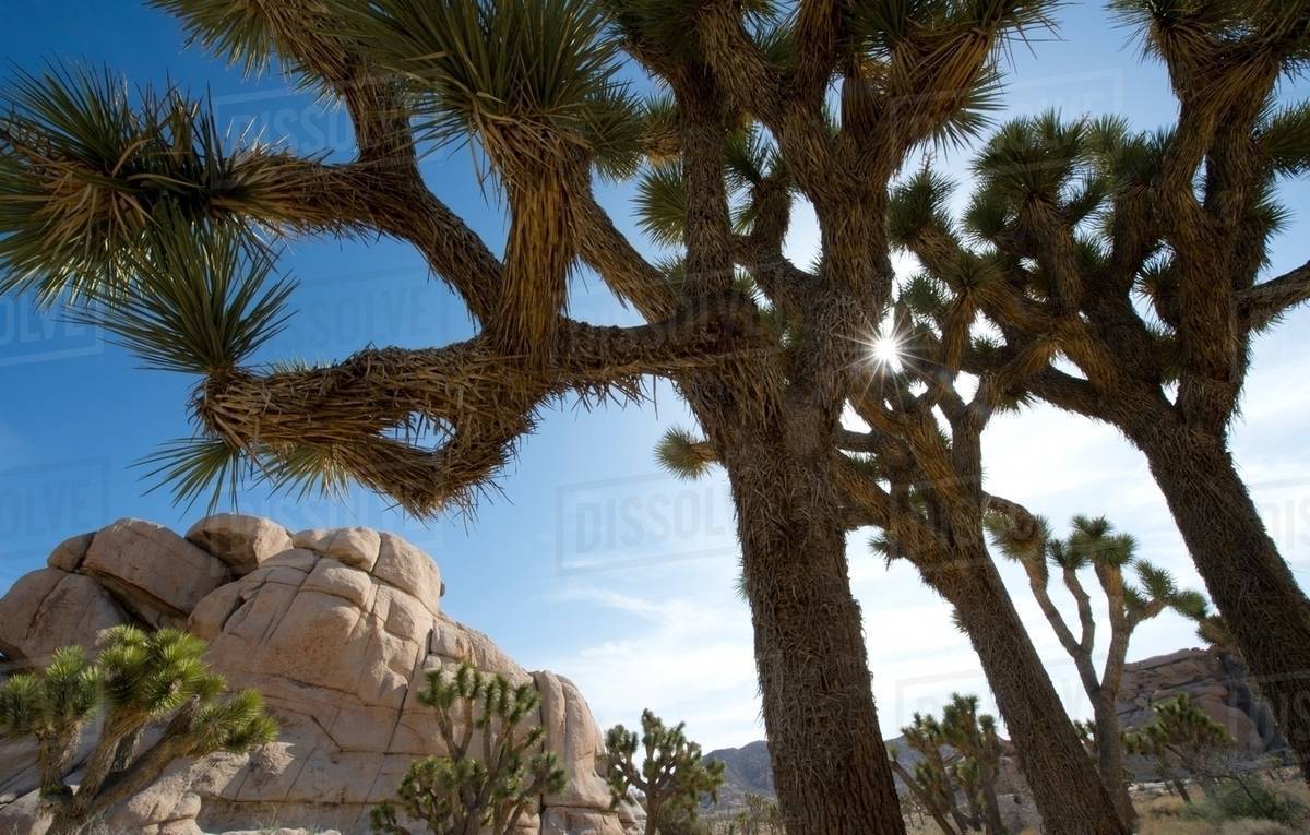 Desert trees - Royalty-free Stock Photo | Dissolve