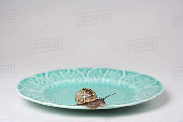 Snail on a plate - Royalty-free Stock Photo | Dissolve
