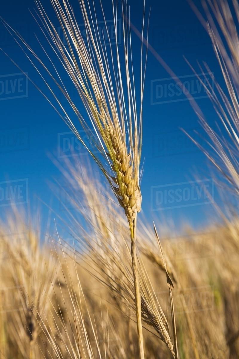 Wheat plant - Stock Photo - Dissolve