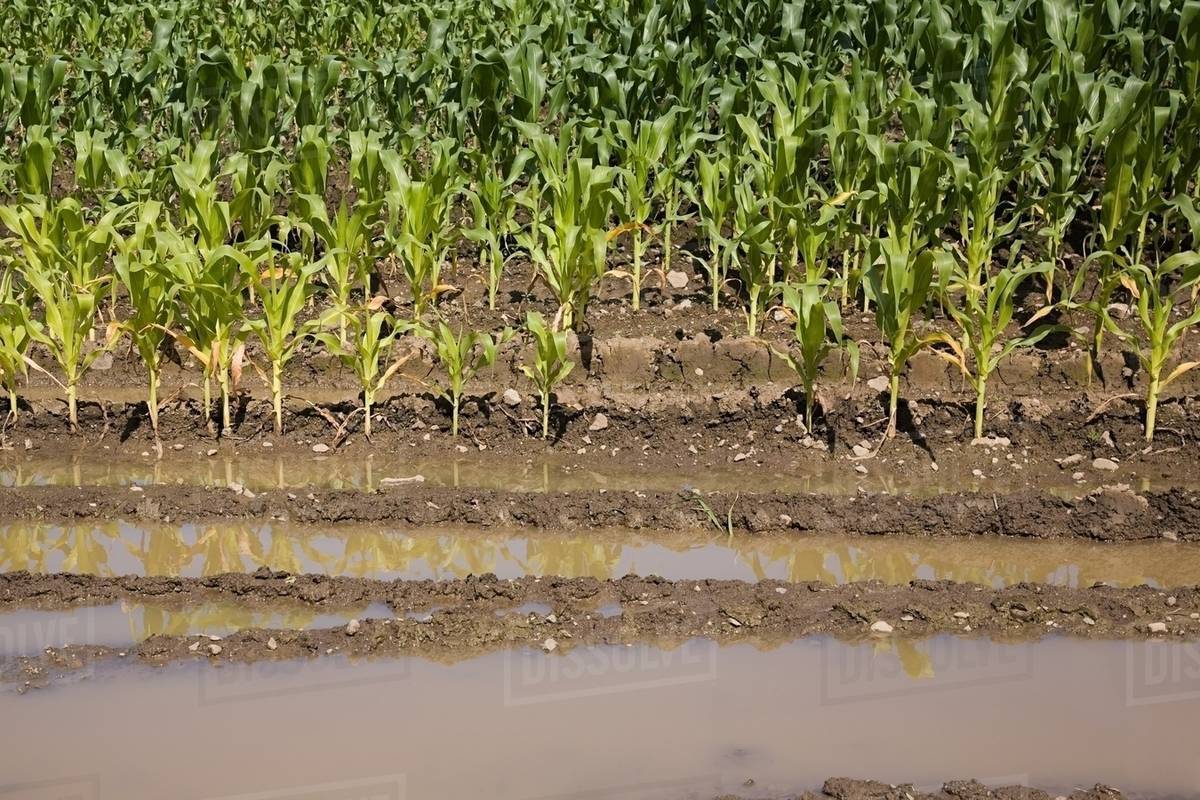 Flooded corn field - Stock Photo - Dissolve