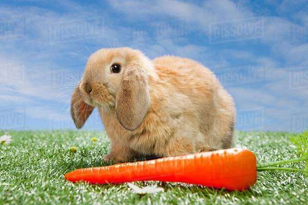 Rabbit with a carrot - Stock Photo - Dissolve