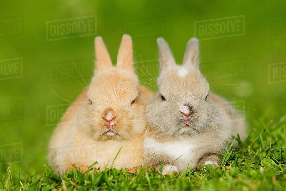 Two rabbits sitting on grass - Stock Photo - Dissolve