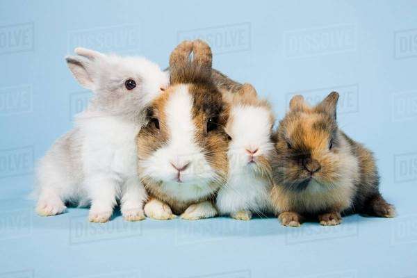 Four rabbits, studio shot - Royalty-free Stock Photo | Dissolve