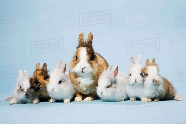 Seven rabbits, studio shot - Royalty-free Stock Photo | Dissolve