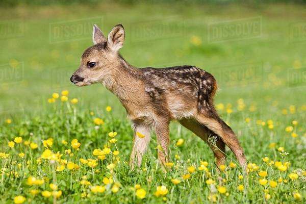 Cute fawn standing on grass - Royalty-free Stock Photo | Dissolve