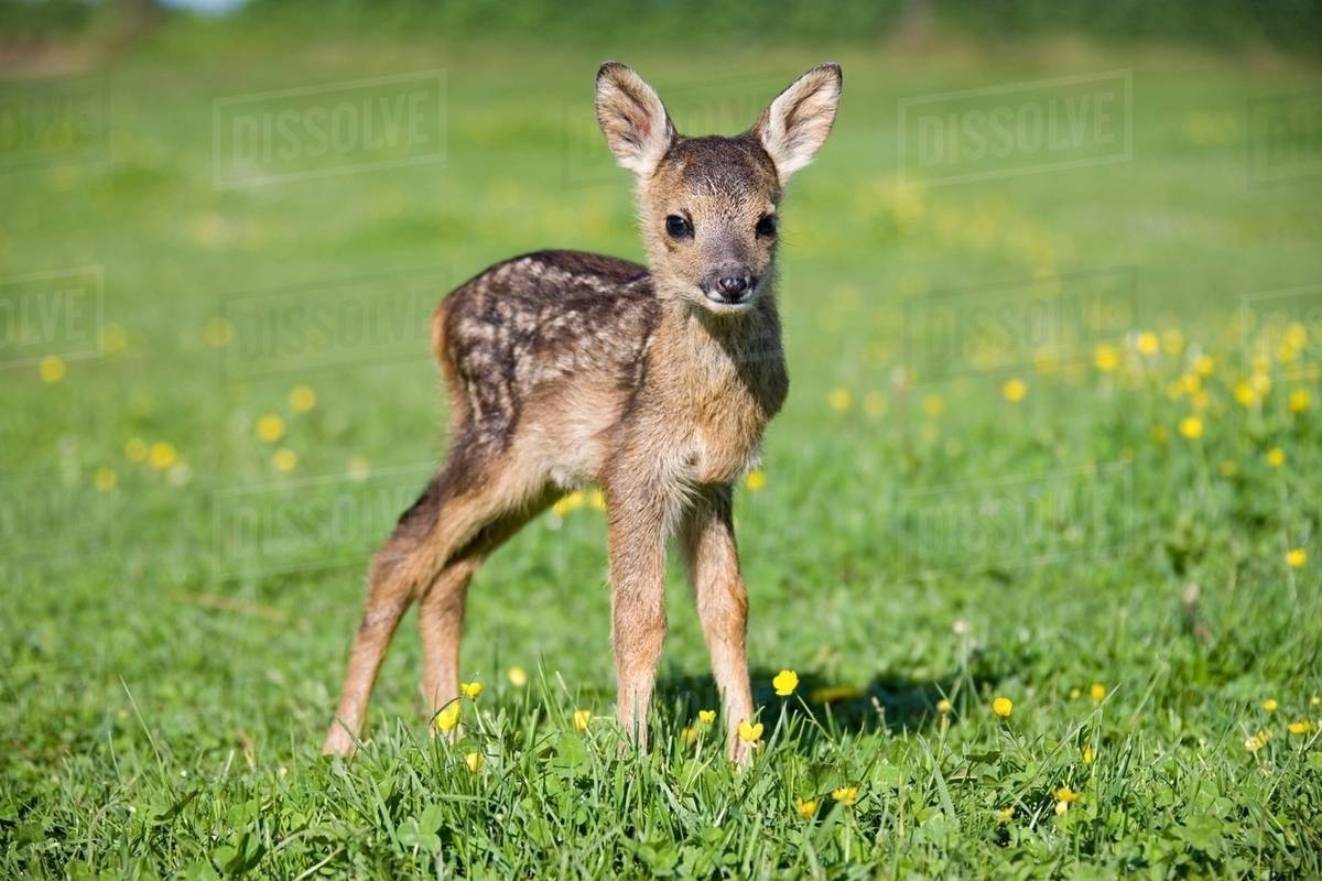 Cute fawn standing on grass - Royalty-free Stock Photo | Dissolve