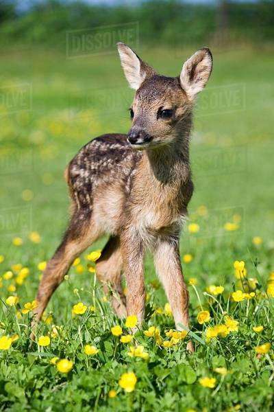 Cute fawn standing on grass - Stock Photo - Dissolve
