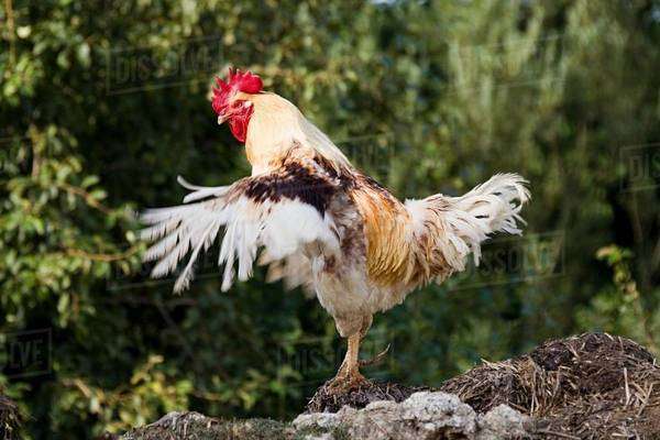 One rooster standing, flapping wings - Royalty-free Stock Photo | Dissolve