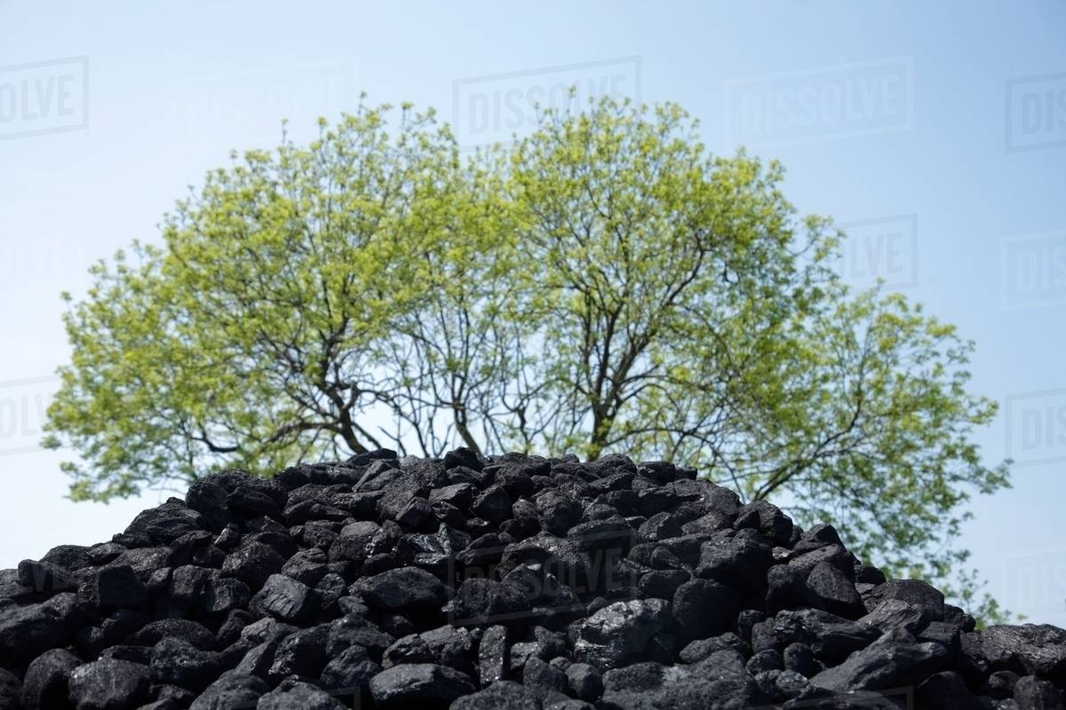 Pile of coal and tree - Royalty-free Stock Photo | Dissolve