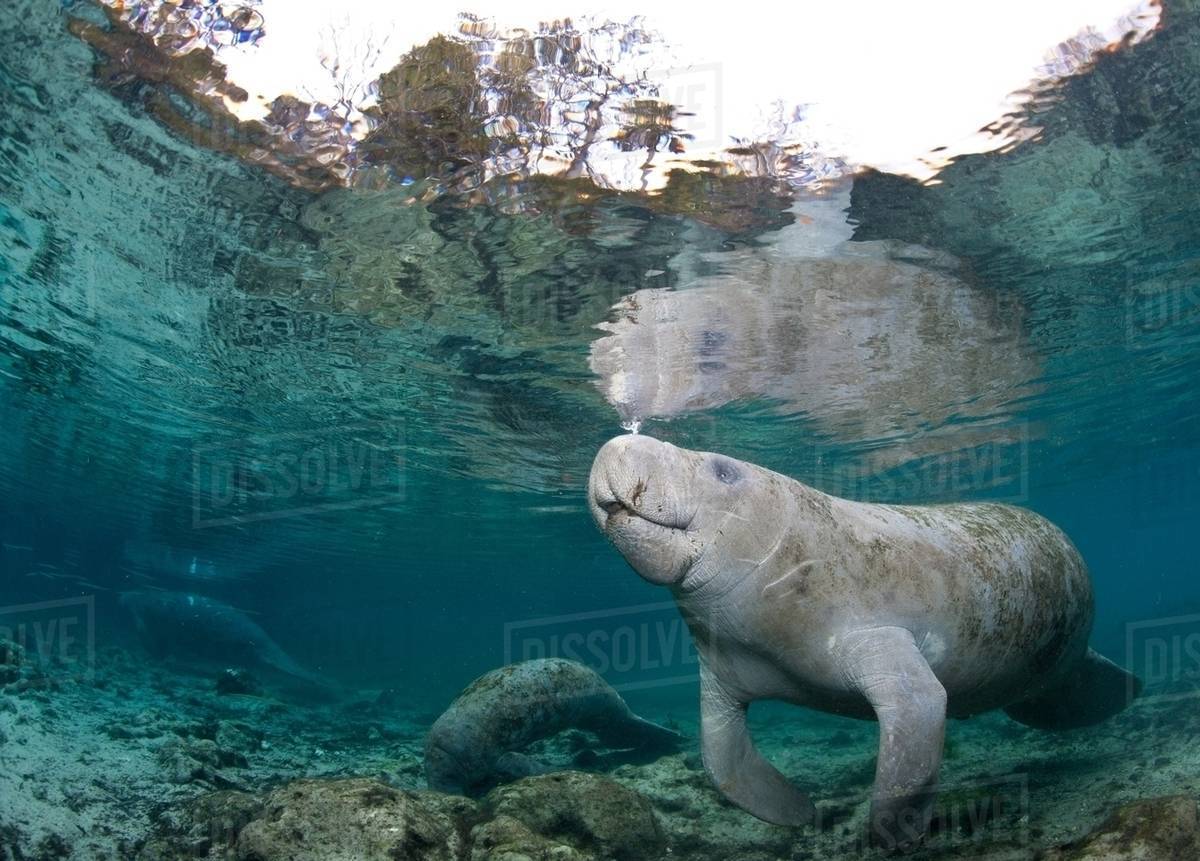 Manatee coming to surface - Stock Photo - Dissolve