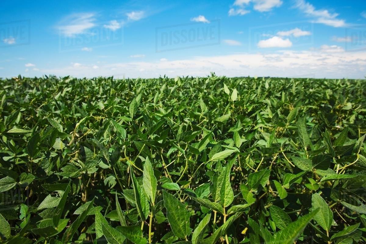 Soy field, Argentina - Royalty-free Stock Photo | Dissolve