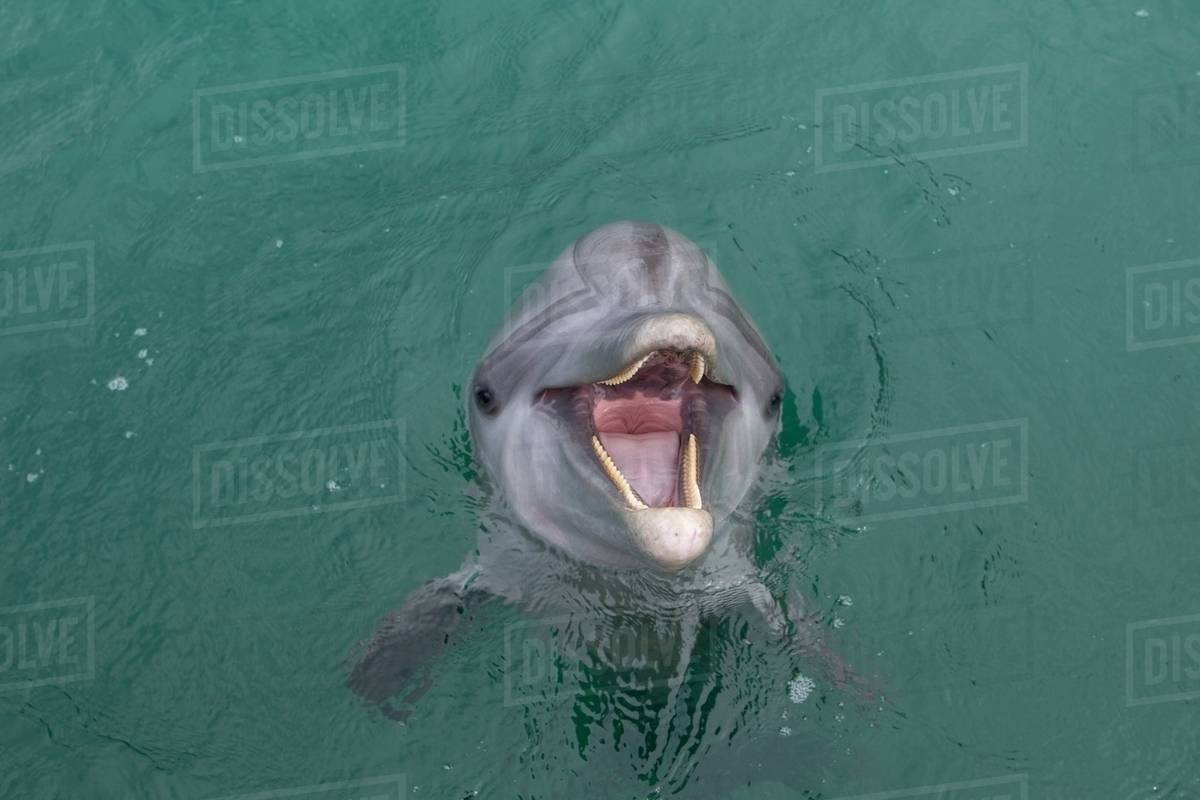 Laughing Dolphin. - Stock Photo - Dissolve