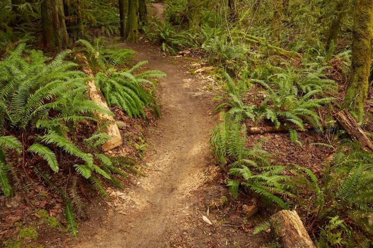 Dirt track in forest - Royalty-free Stock Photo | Dissolve