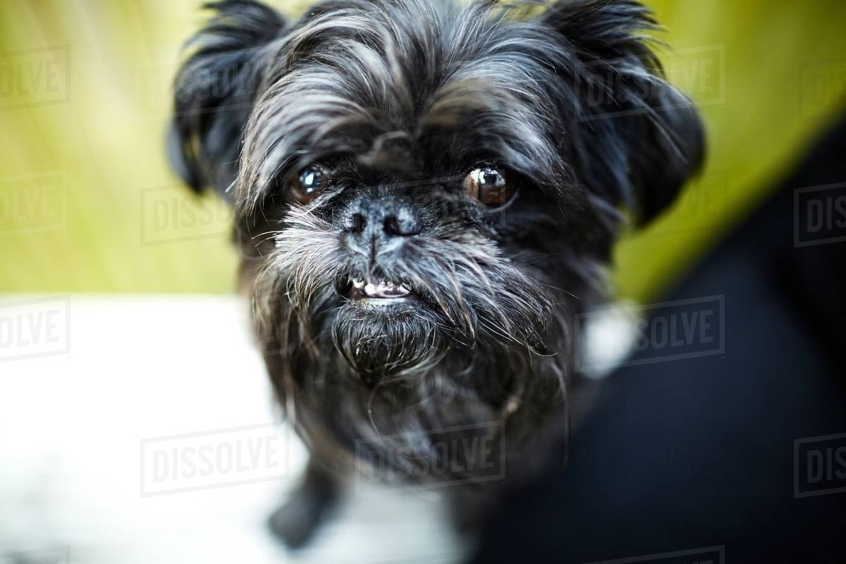 Black brussels griffon dog looking at camera - Royalty-free Stock Photo ...