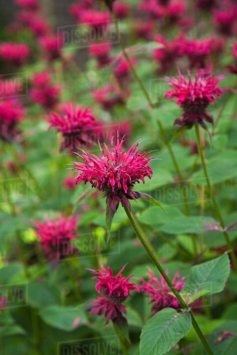 Red Monardas, close-up - Stock Photo - Dissolve