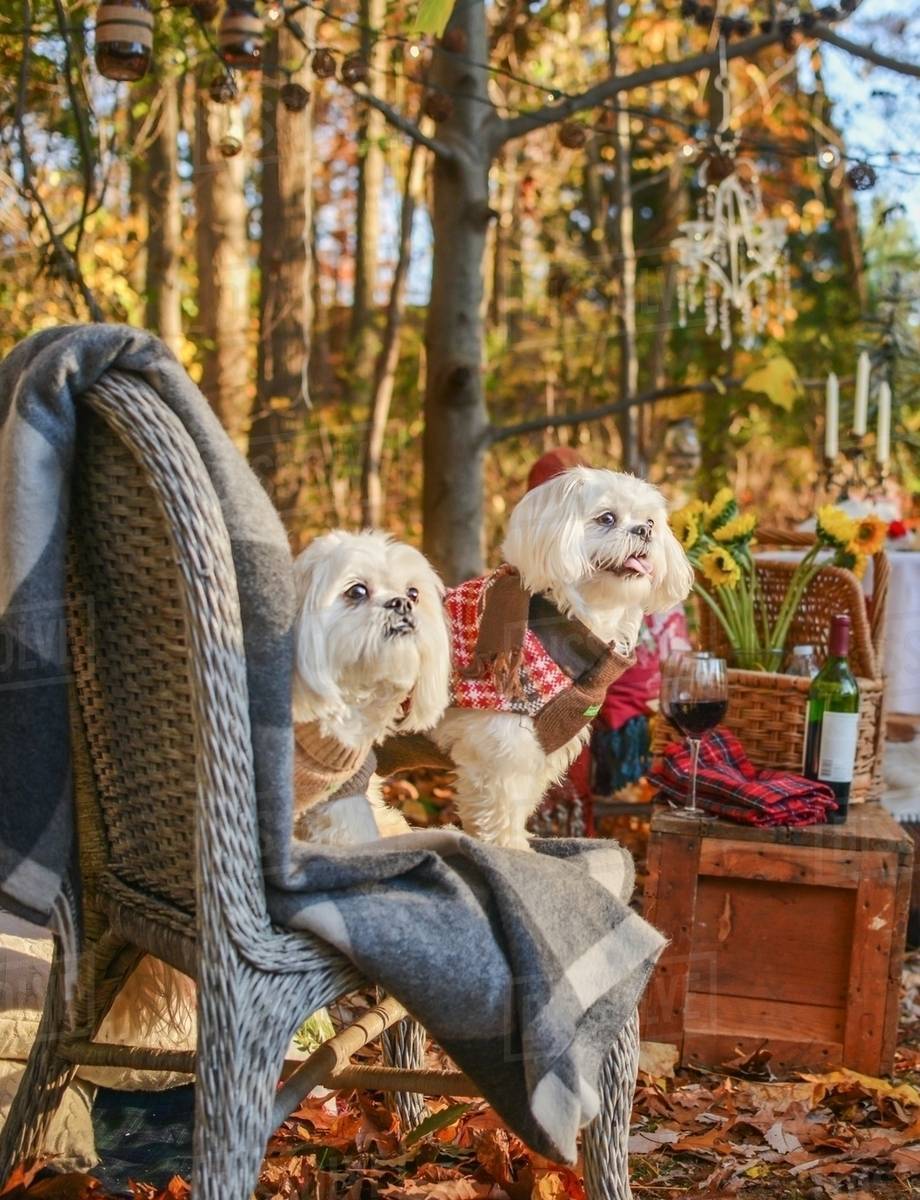 Two dogs on chair in woods - Royalty-free Stock Photo | Dissolve